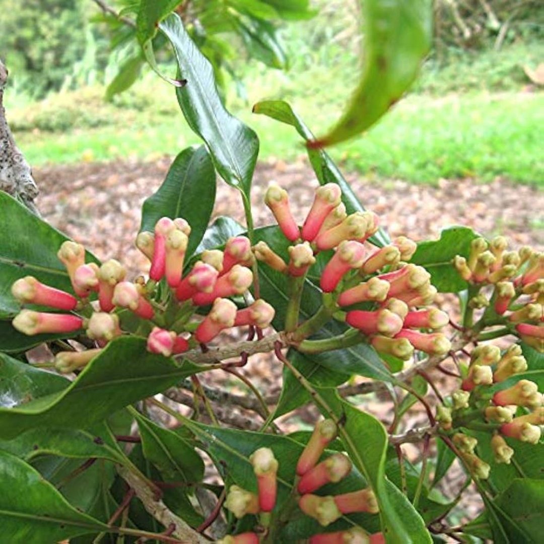 Spice Plants – BeauFlora