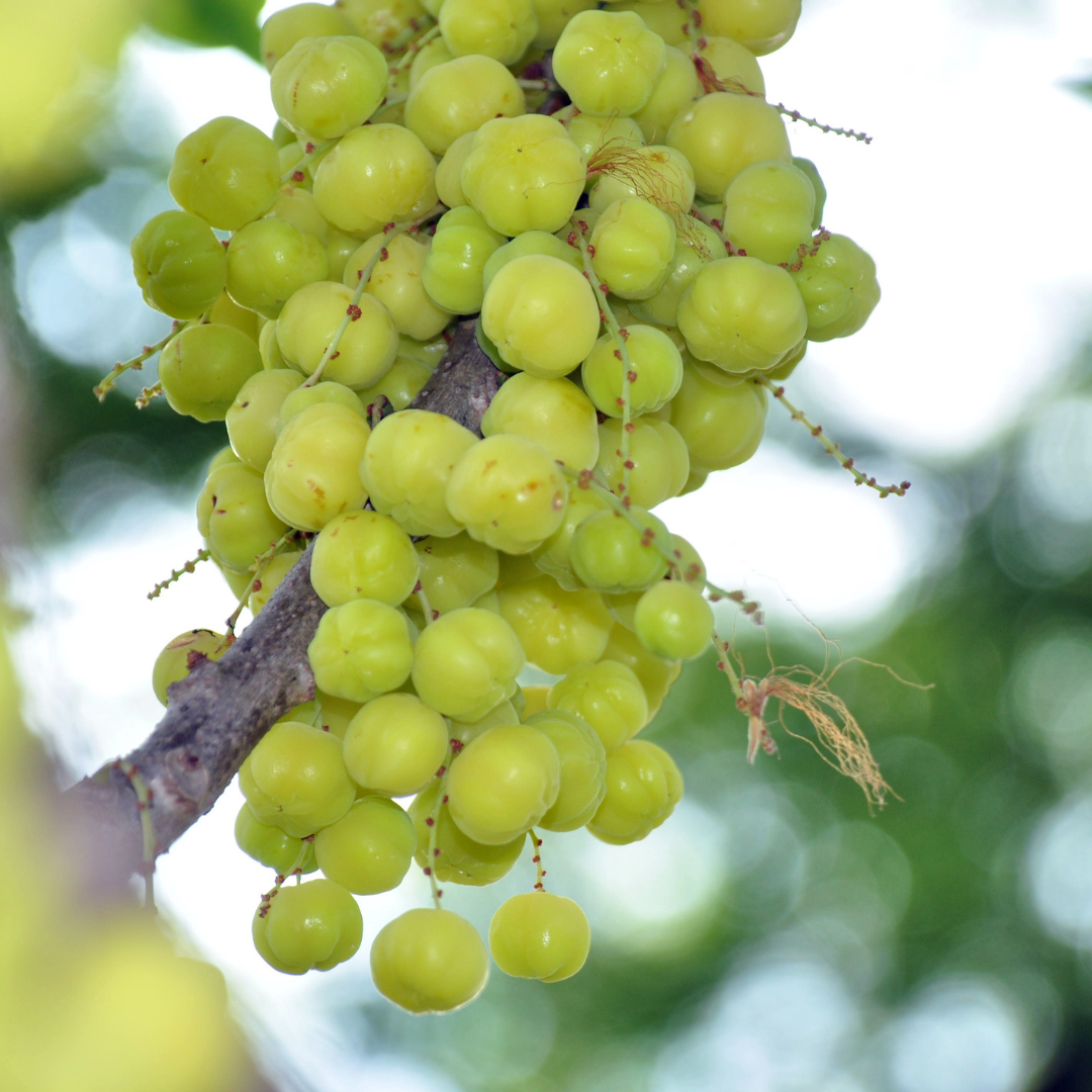 Green Star Gooseberry Fruit Plant – BeauFlora