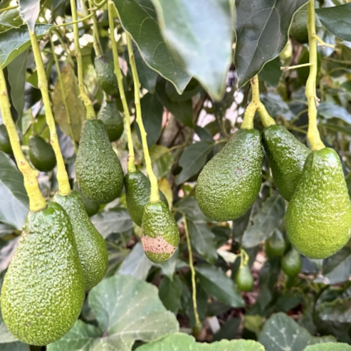 Pinkerton Avocado Plant – BeauFlora